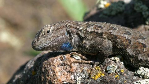 Western fence lizard (Sceloporus occidentalis), Hogback Mountain ...